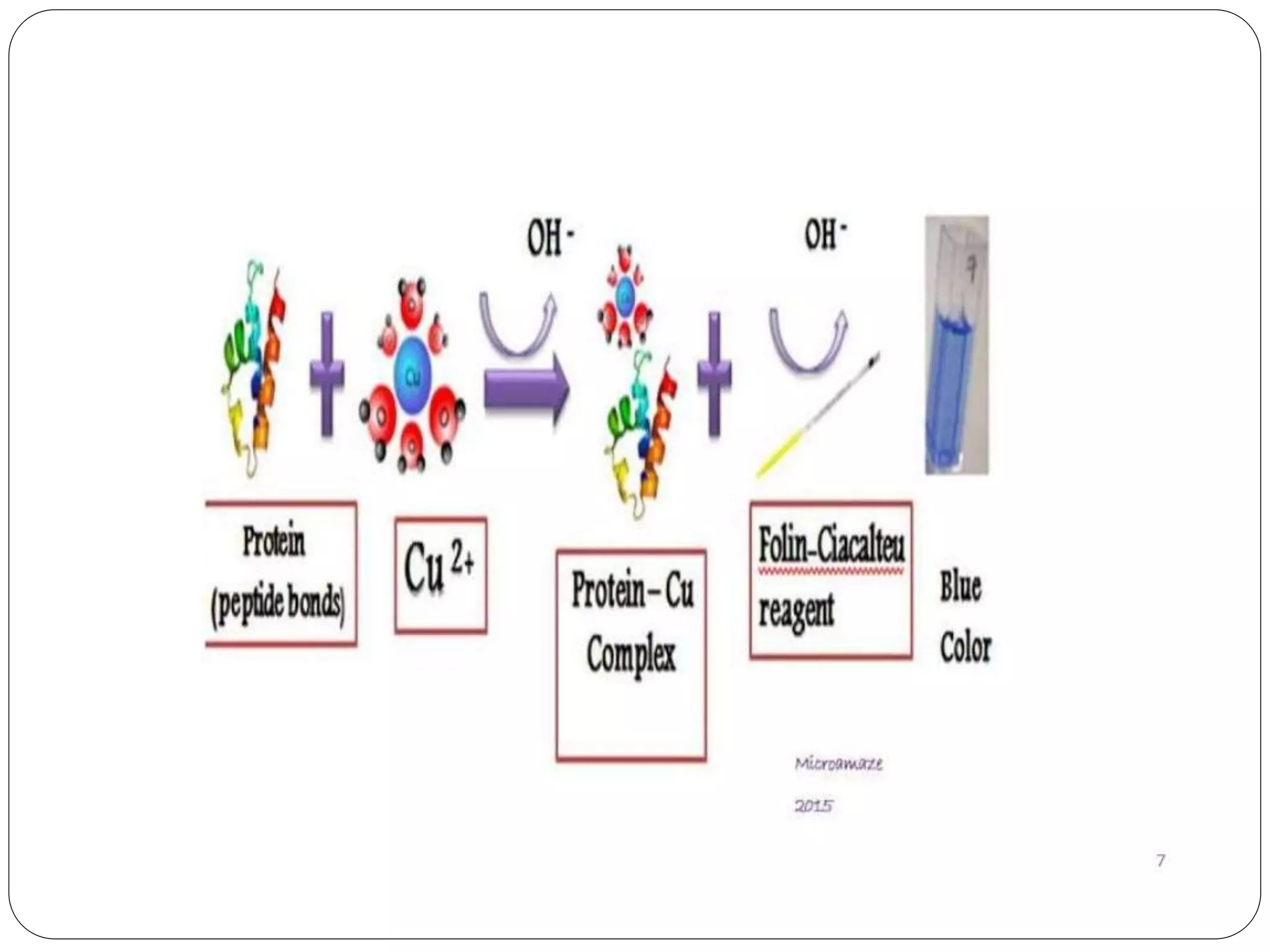 Lowery’s Protein Quantification method.pptx