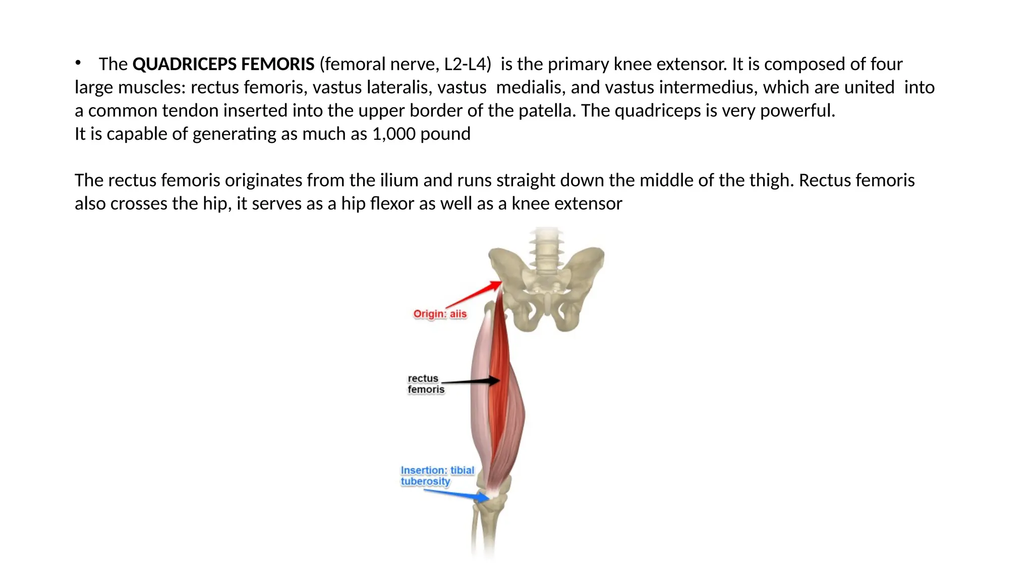 lowet limb muscle seminar by dr samay.pptx