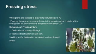 Low temp. stress | PPTX