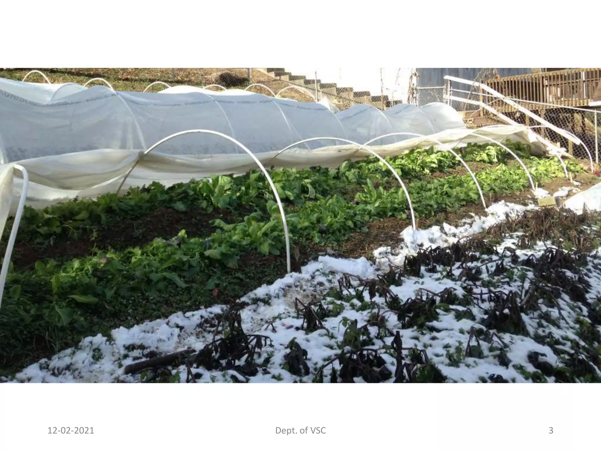 Low tunnel technology in vegetable | PPTX