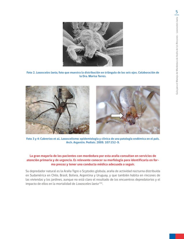 LOXOSCELES laeta guia minsal actualizada | PDF