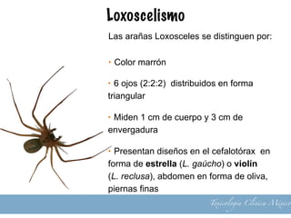Loxoscelismo | PDF