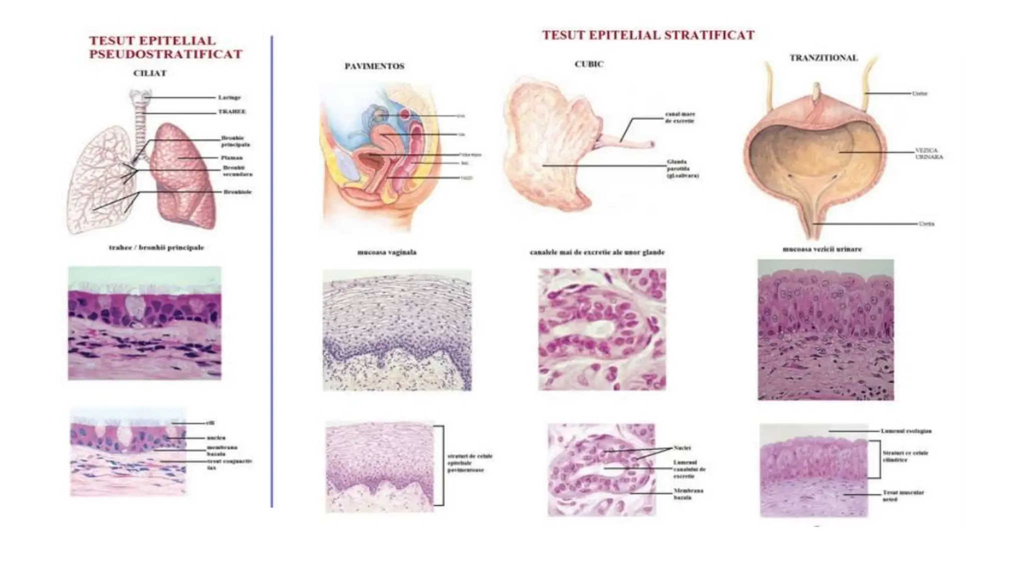 Lp - 1.pptx anatomie fiziopatologie umana | PPTX