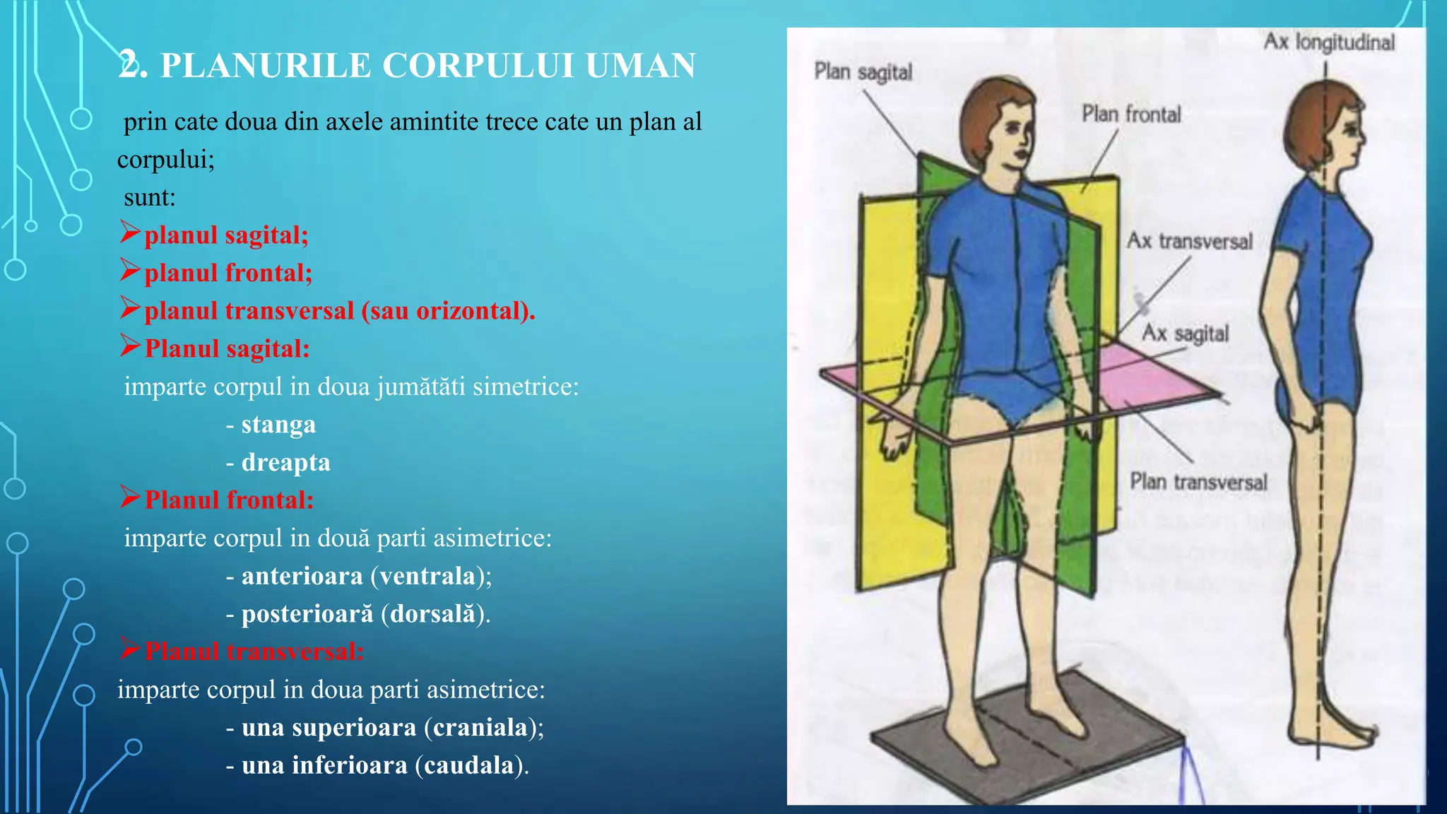 Lp - 1.pptx anatomie fiziopatologie umana | PPTX