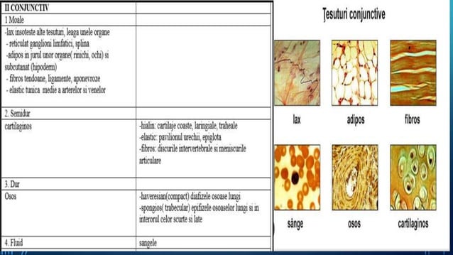 Lp - 1.pptx anatomie fiziopatologie umana | PPTX