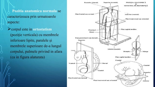 Lp - 1.pptx anatomie fiziopatologie umana | PPTX
