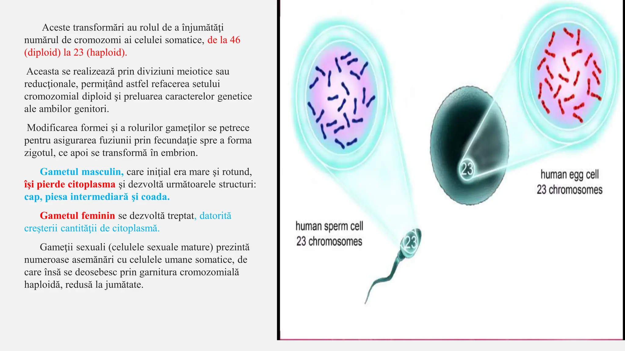 Lp - 2.pptx anatomie fiziopatologica umana | PPTX