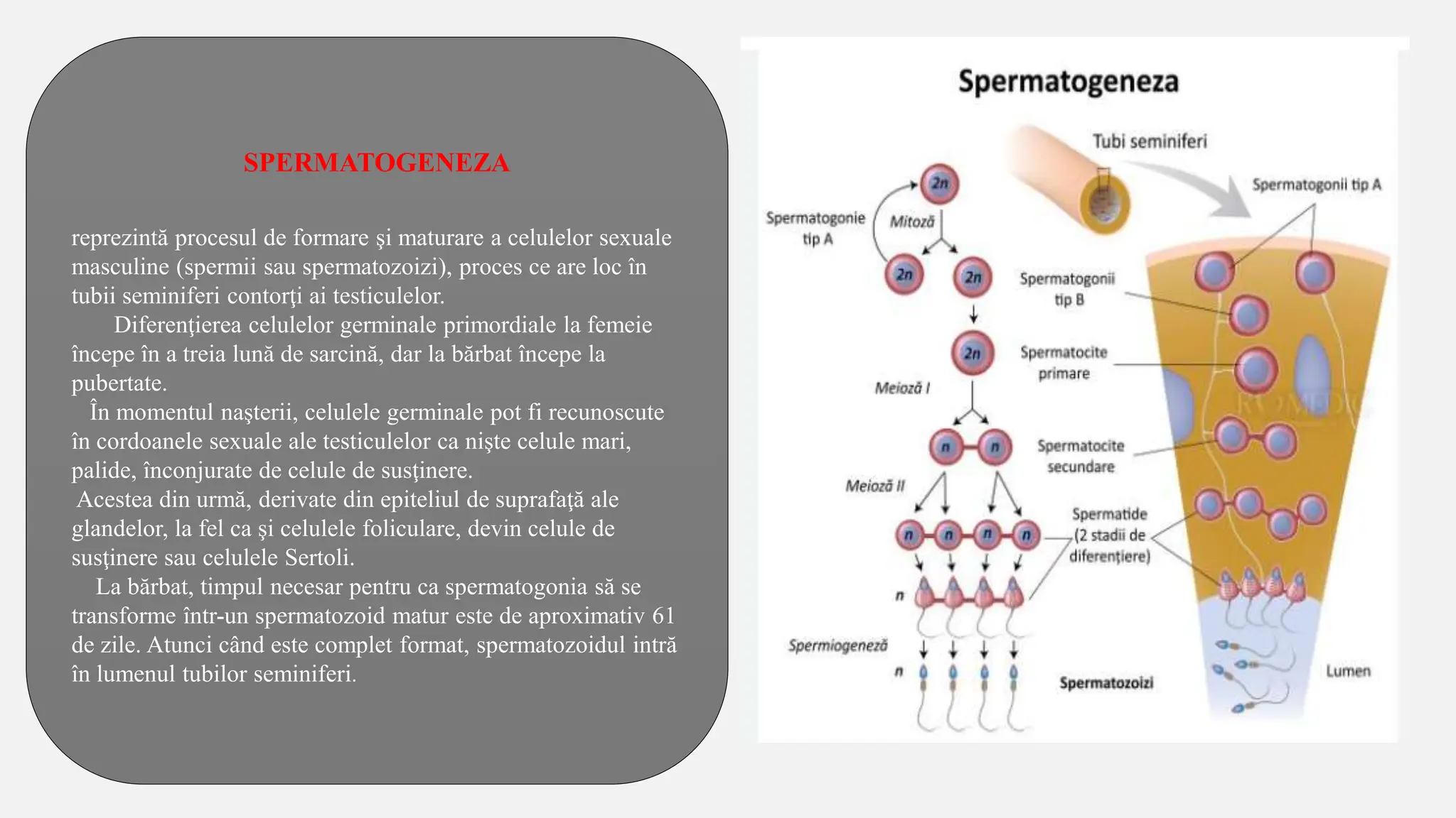 Lp - 2.pptx anatomie fiziopatologica umana | PPTX