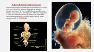 Lp - 2.pptx anatomie fiziopatologica umana | PPTX