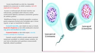 Lp - 2.pptx anatomie fiziopatologica umana | PPTX