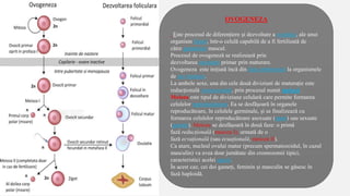 Lp - 2.pptx anatomie fiziopatologica umana | PPTX