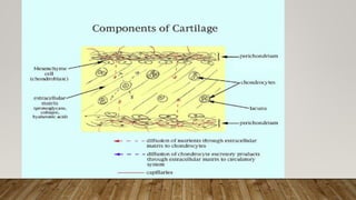 LP 1-cartilage ppt.pptx | Bone and Joint Conditions | Diseases and Conditions