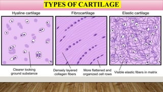 LP 1-cartilage ppt.pptx