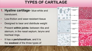 LP 1-cartilage ppt.pptx