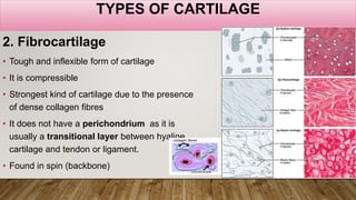 LP 1-cartilage ppt.pptx