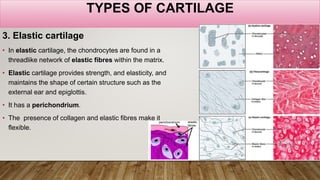 LP 1-cartilage ppt.pptx