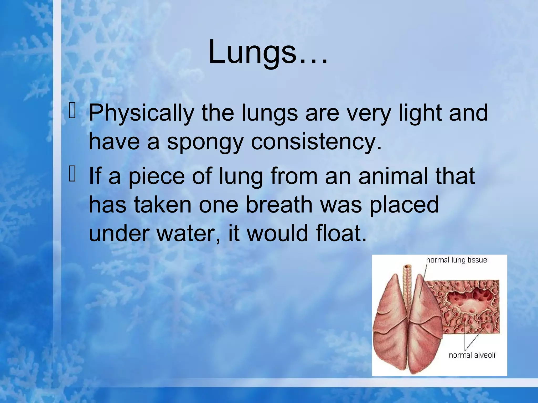 Lp 13 respiratory system 2008 | PPT