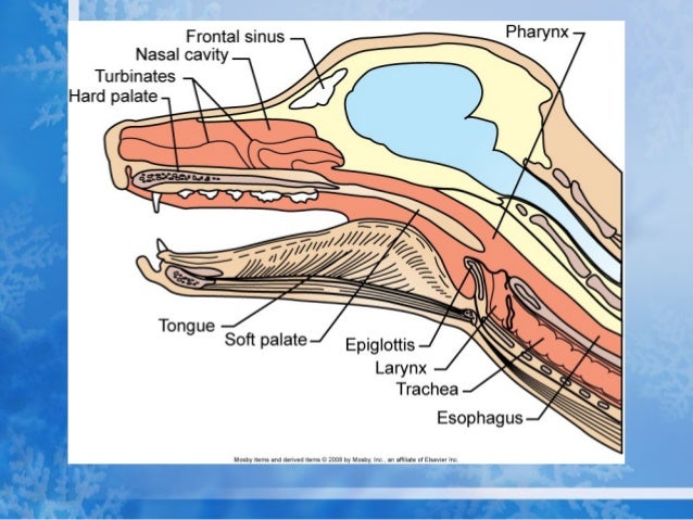 Lp 13 respiratory system 2008