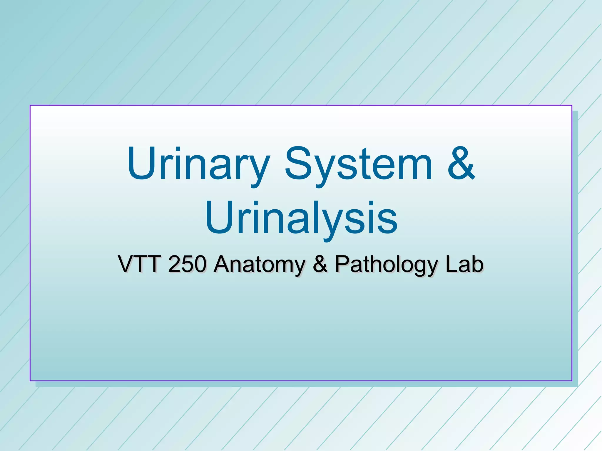 Lp 16 urinary system & urinalysis 2008 | PPT