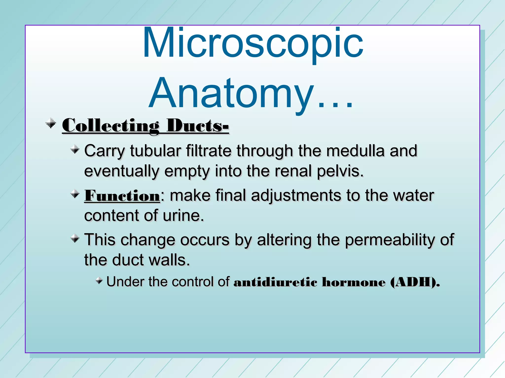Lp 16 urinary system & urinalysis 2008 | PPT