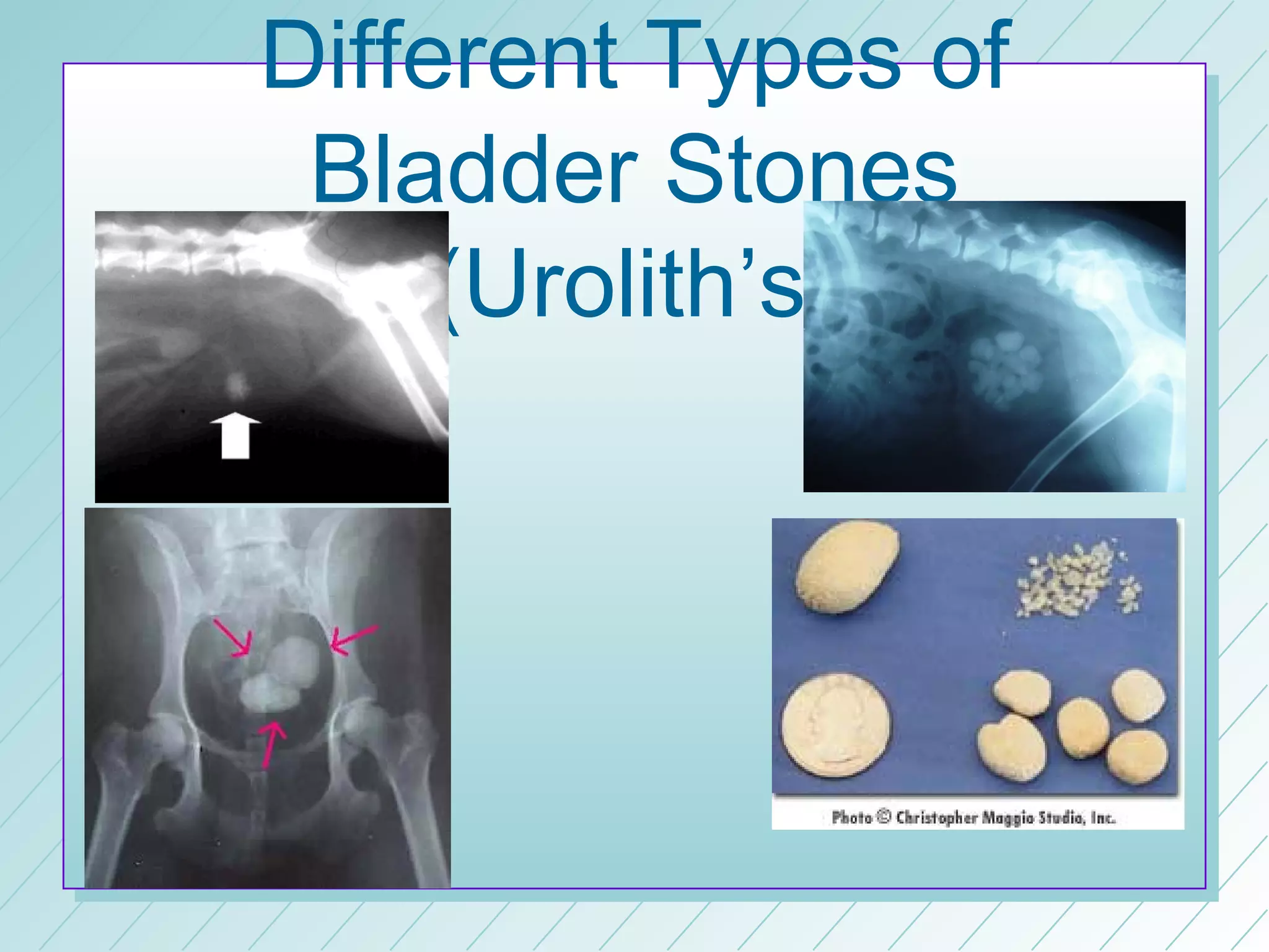 Lp 16 urinary system & urinalysis 2008 | PPT