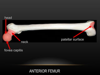 LP2_-_Bones_-_pelvic_girdle_and_lower_limb.ppt