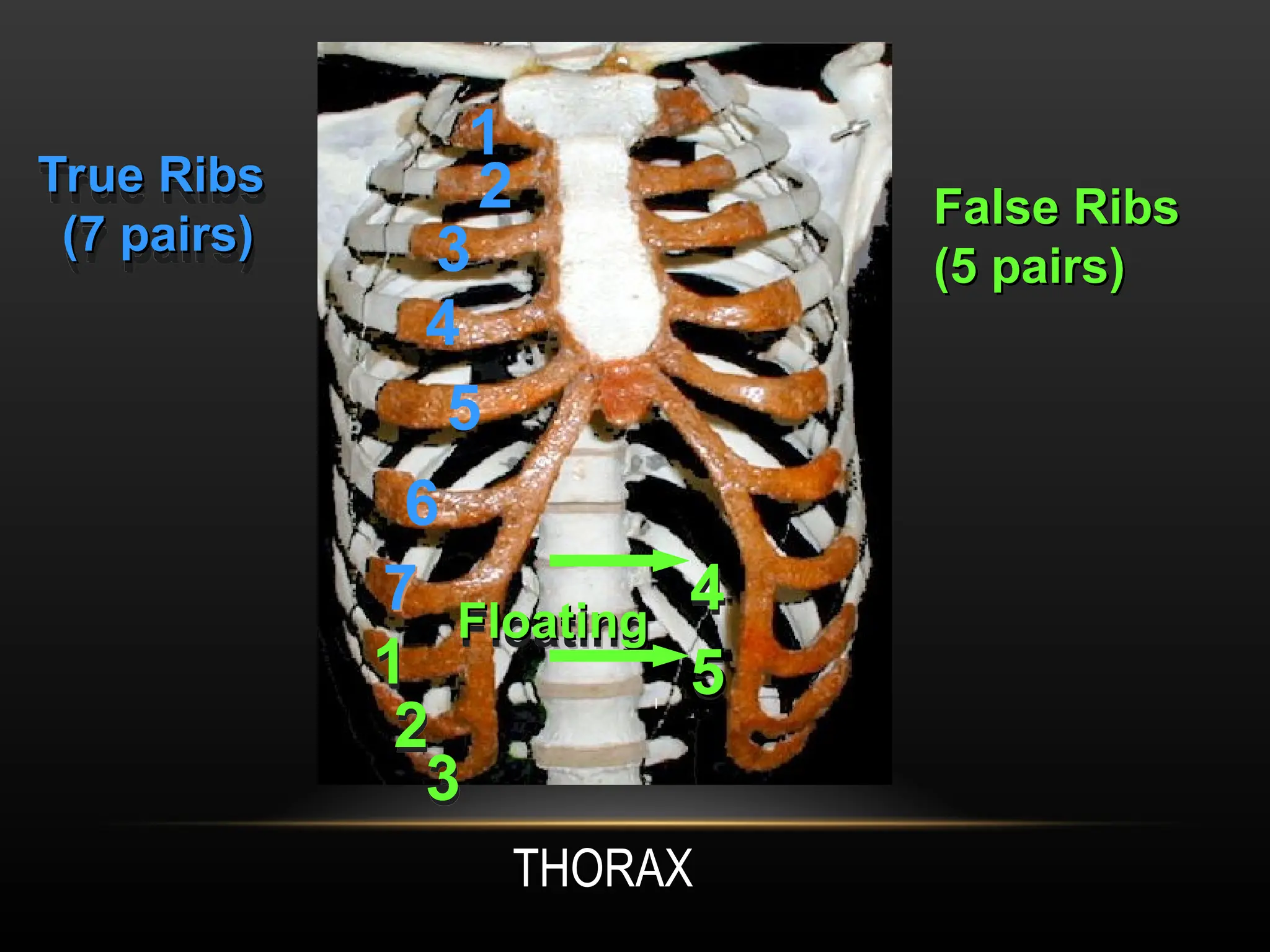 Bonesvertebral_column_and_thoraxhuman .ppt