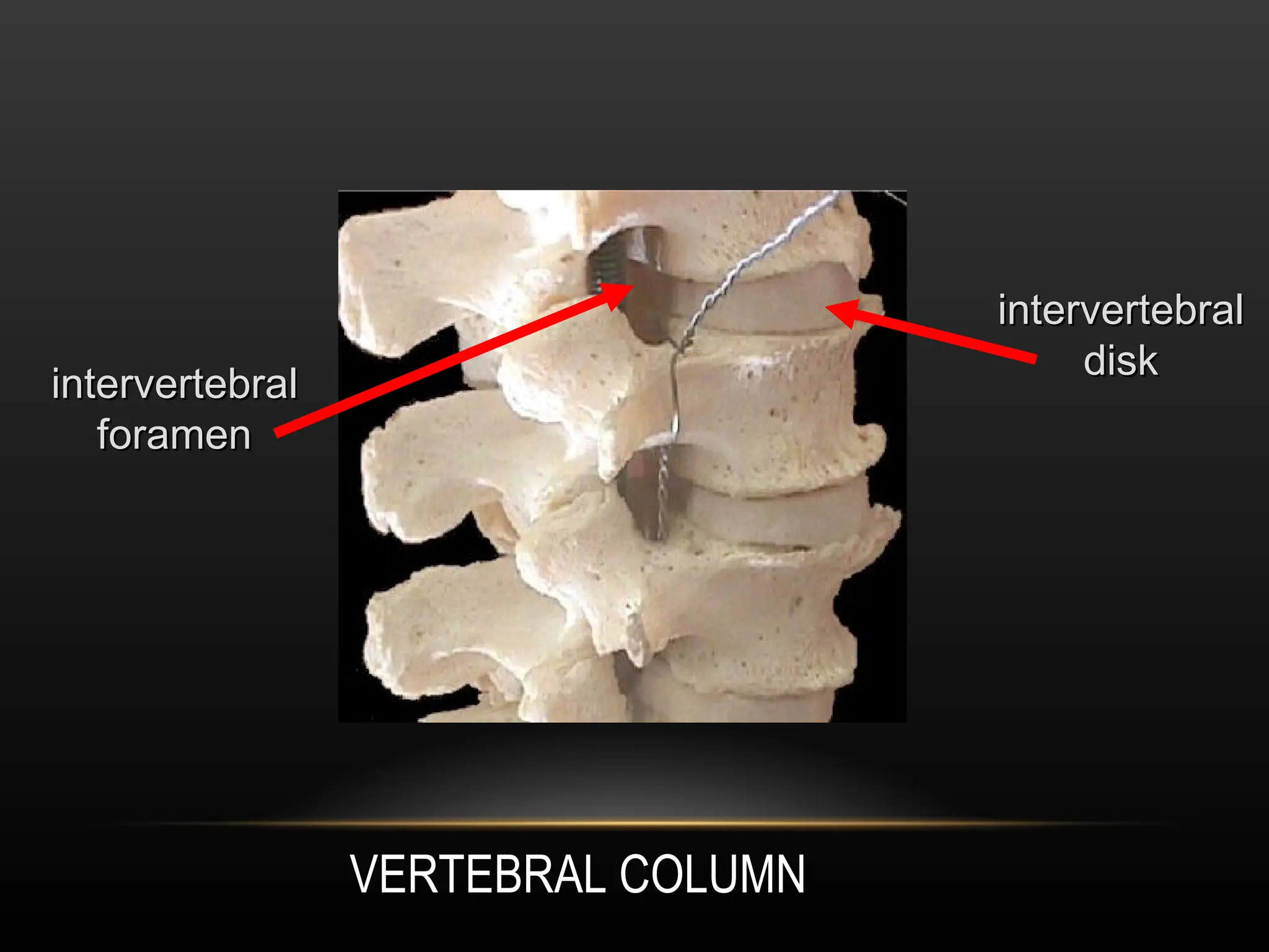 Bonesvertebral_column_and_thoraxhuman .ppt