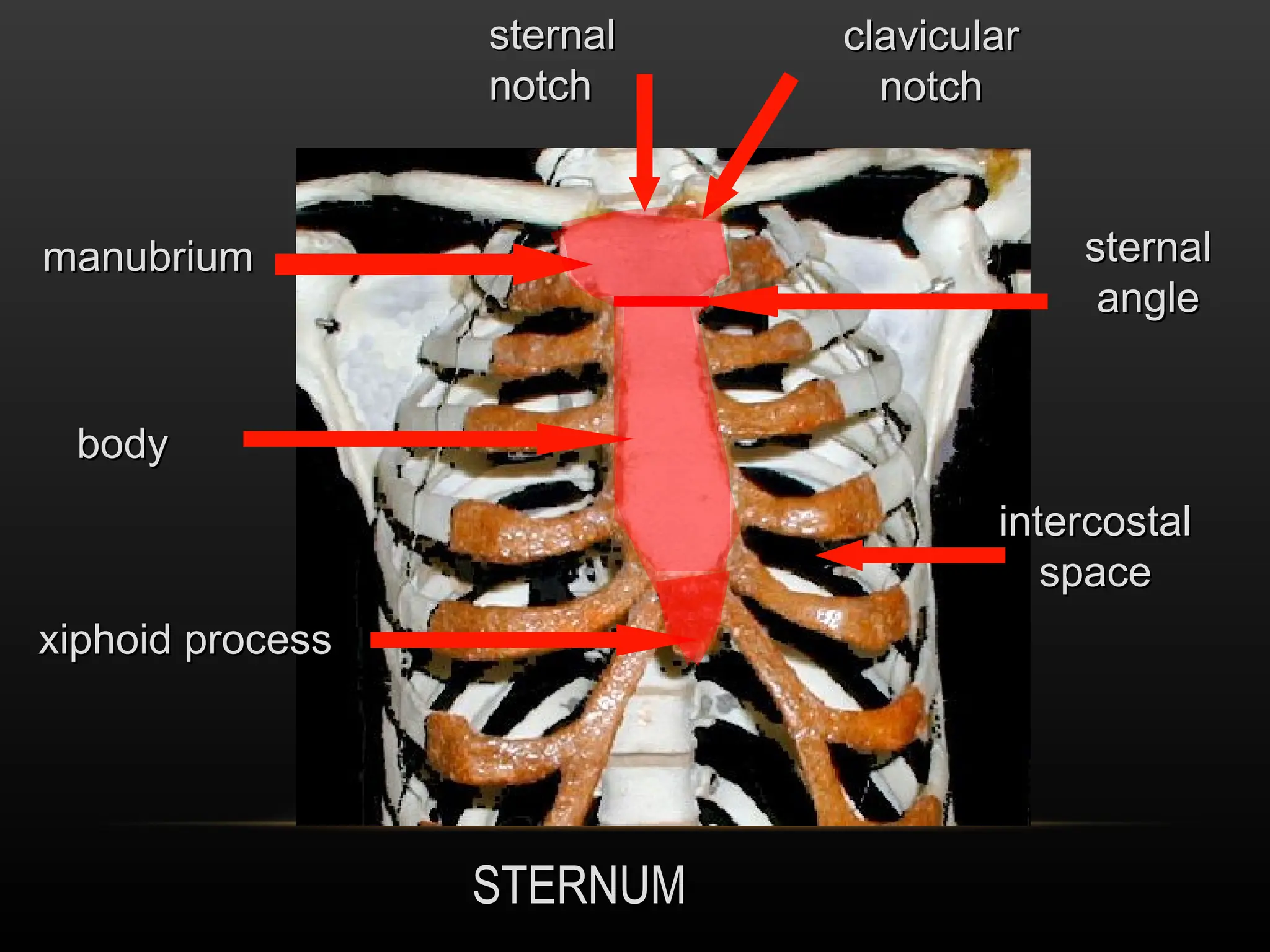 Bonesvertebral_column_and_thoraxhuman .ppt