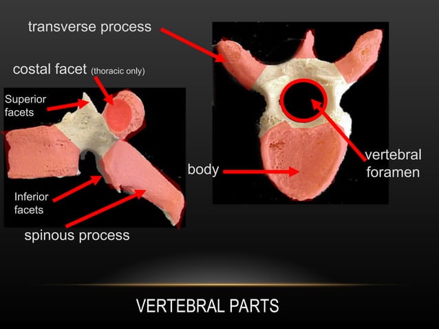 Bonesvertebral_column_and_thoraxhuman .ppt