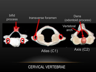 Bonesvertebral_column_and_thoraxhuman .ppt