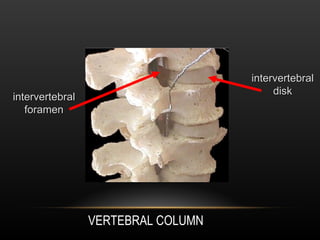 Bonesvertebral_column_and_thoraxhuman .ppt