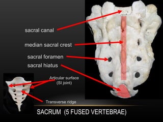 Bonesvertebral_column_and_thoraxhuman .ppt