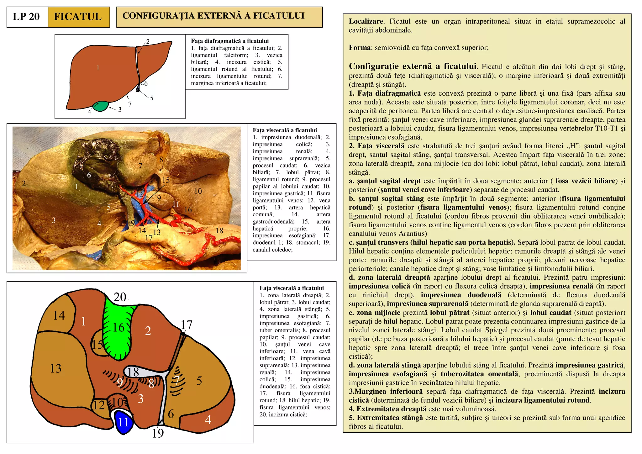 Lp 20 ficatul | PDF