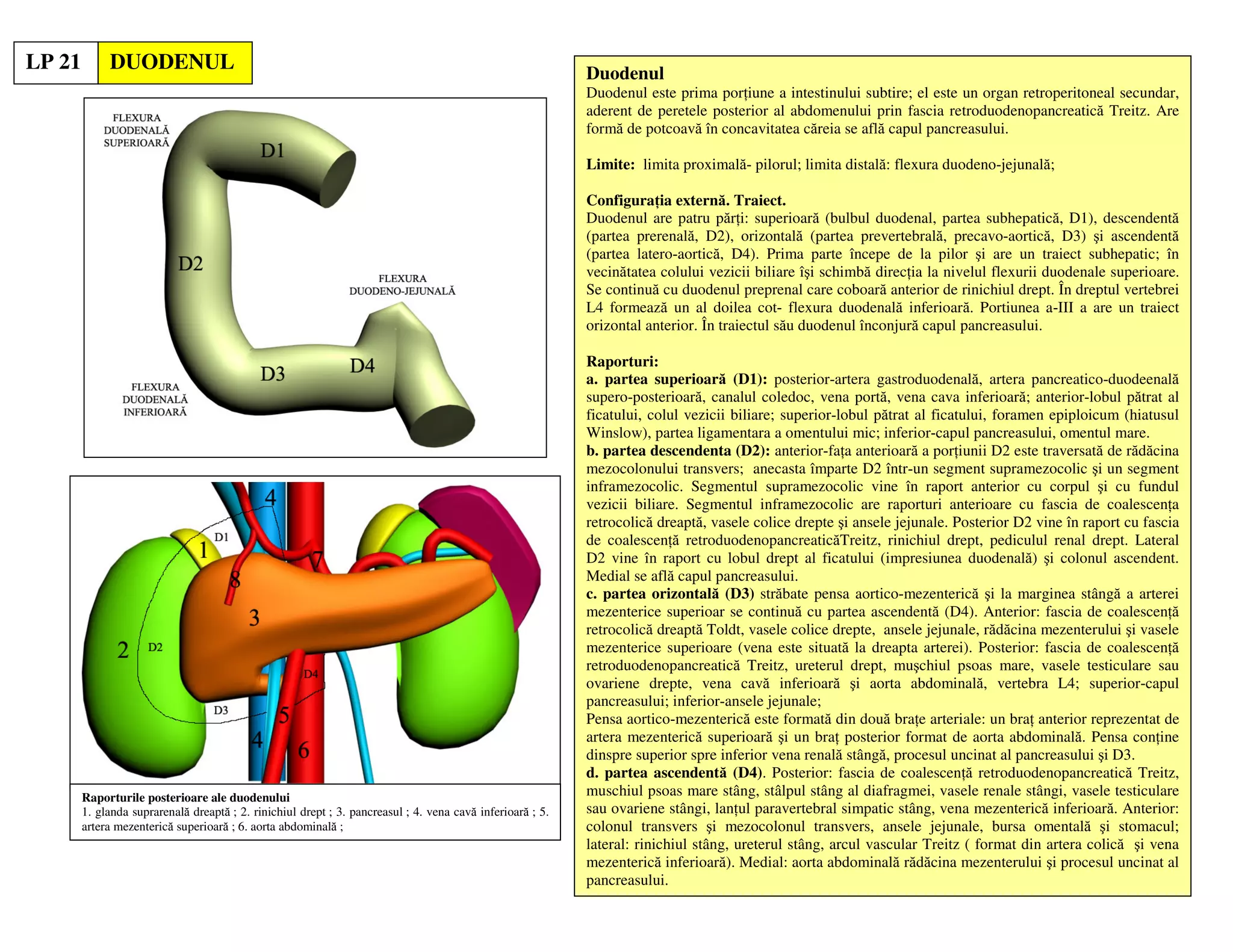 Lp 21 duodenul pancreasul vena porta cai biliare | PDF