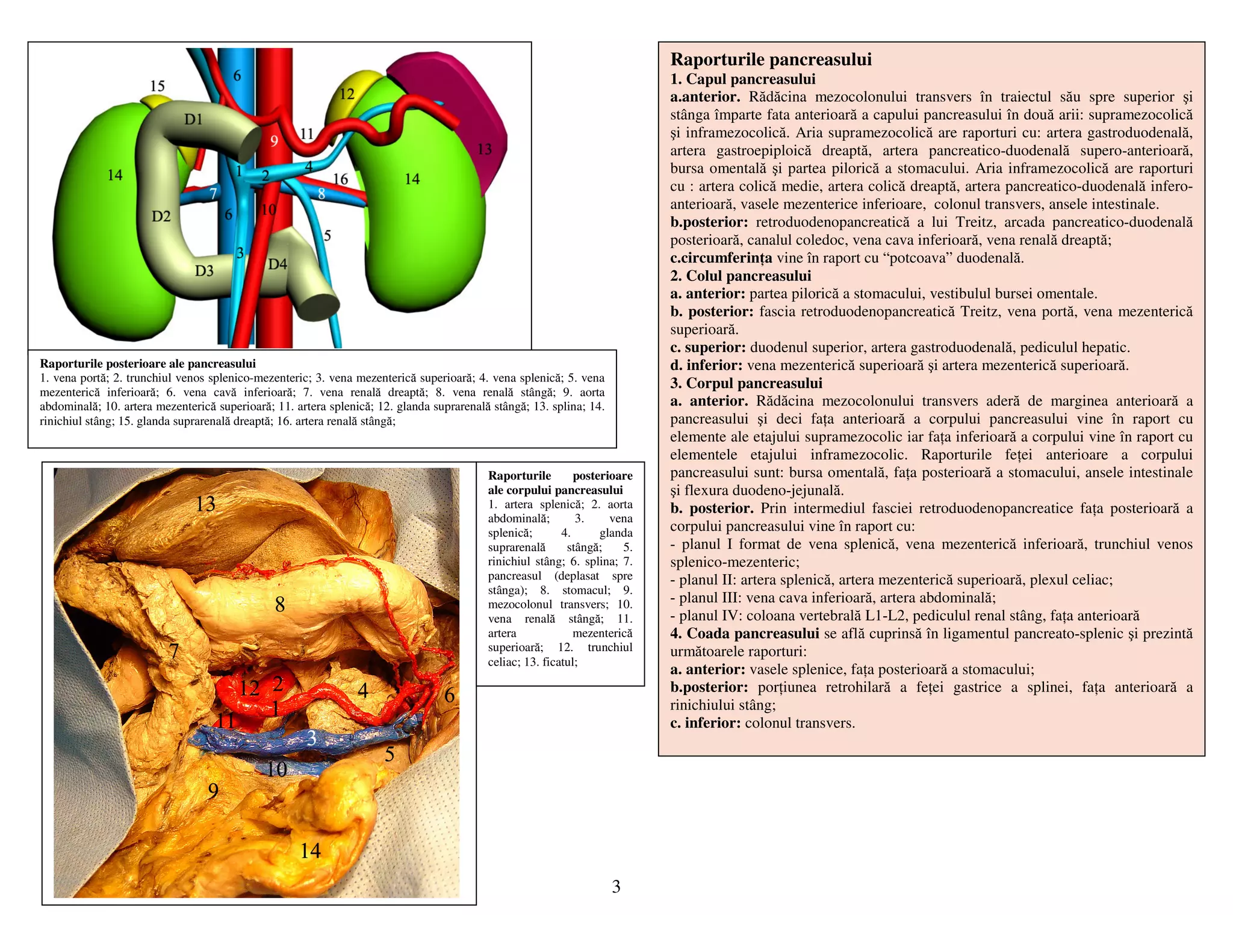Lp 21 duodenul pancreasul vena porta cai biliare | PDF