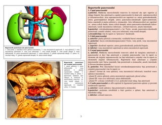 Lp 21 duodenul pancreasul vena porta cai biliare | PDF