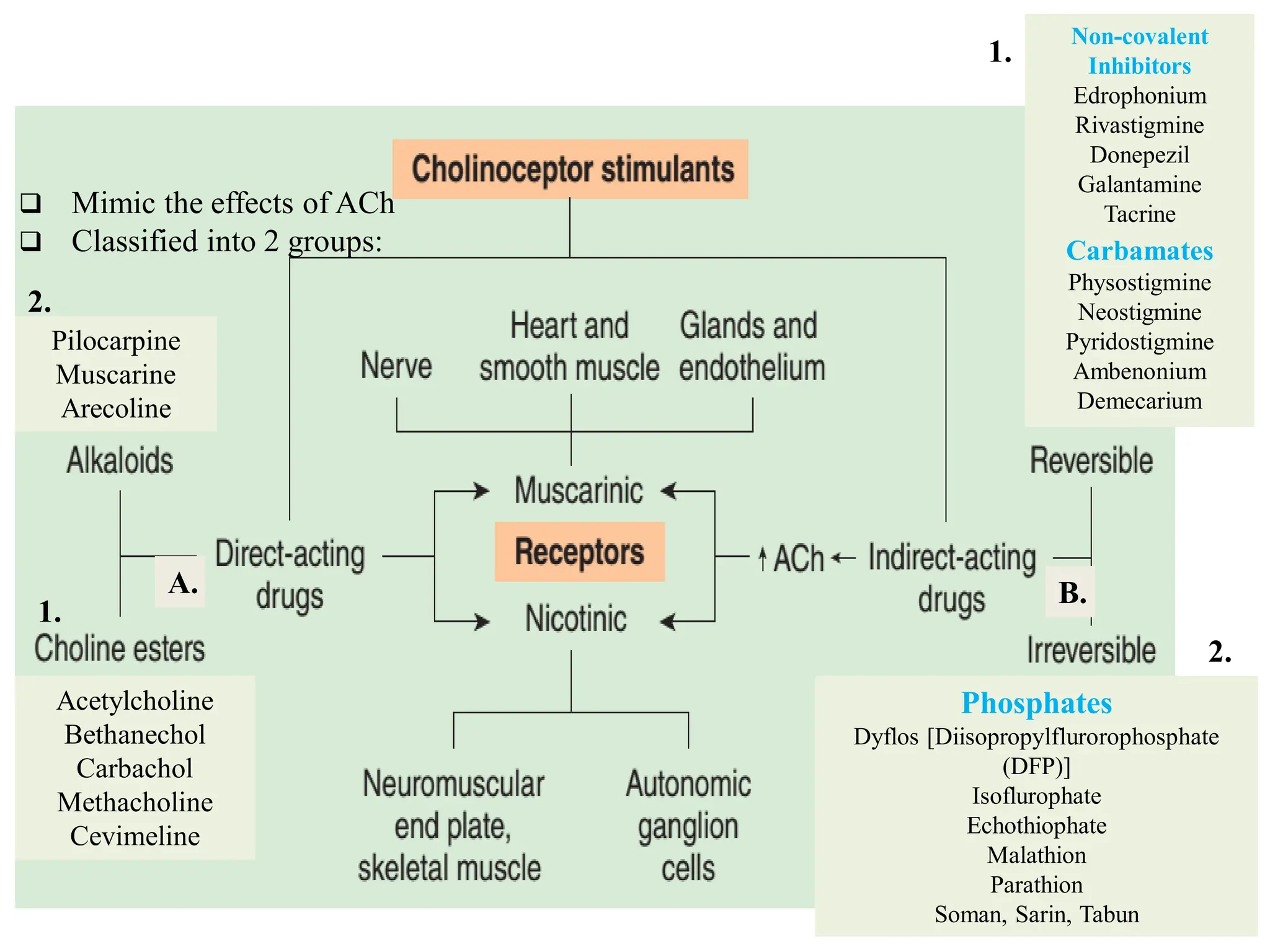 L P 2 Cholinoergic drugs.pdf