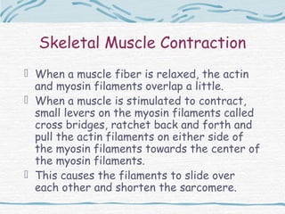 Lp 3 muscles | PPT