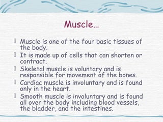 Lp 3 muscles | PPT