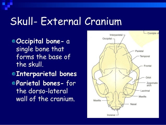 Lp 5 bones 2008 no path
