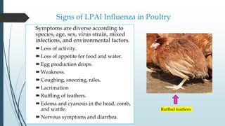 Low Pathogenic Avian Influenza | PPT