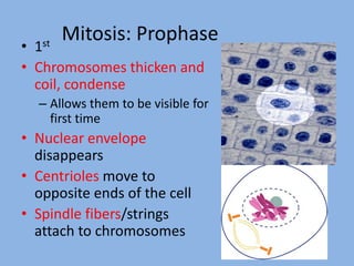 Lp cell reproduction | PPTX