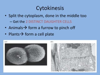 Lp cell reproduction | PPTX