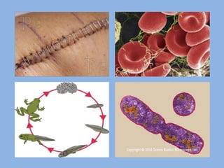 Lp cell reproduction | PPTX