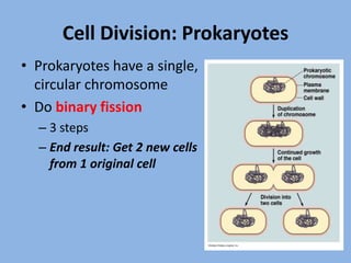 Lp cell reproduction | PPTX