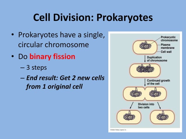 Lp cell reproduction | PPT
