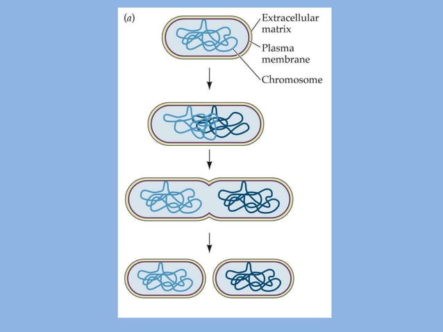 Lp cell reproduction | PPT