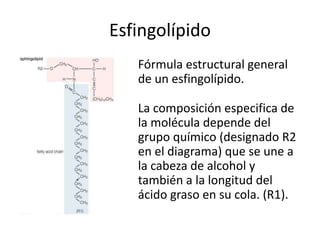 Lípidos | PPT
