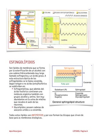 Lípidos apuntes | PDF